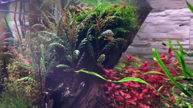 С наступающим мой аквариум ❄️