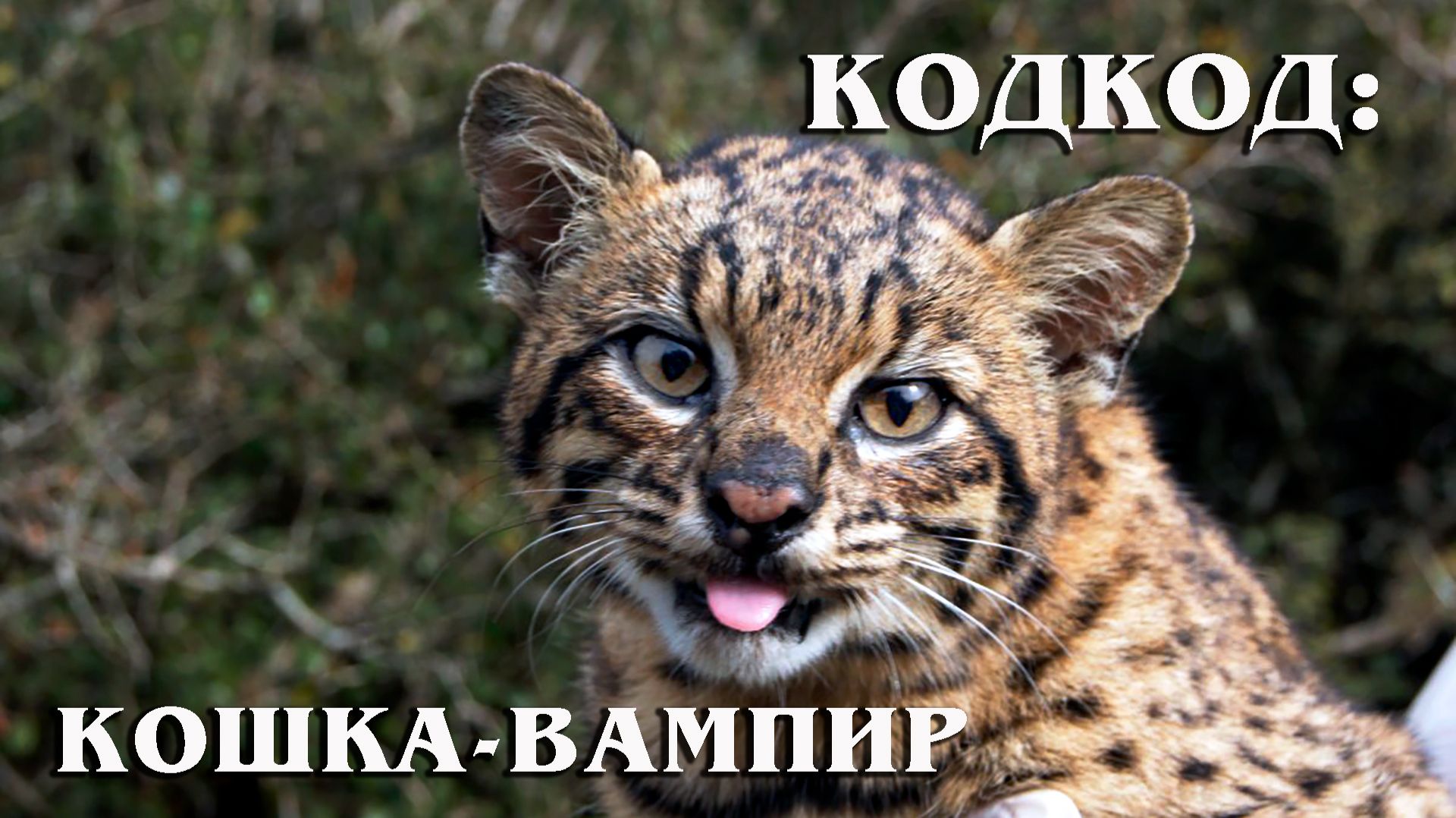 Чилийская Кошка: Южноамериканский "Вампир" | Интересные факты про диких кошек