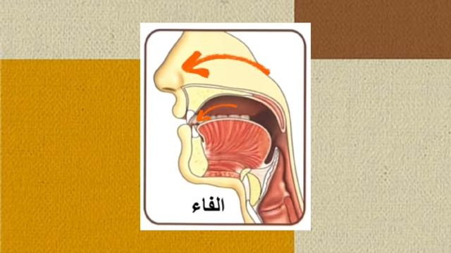 Ихфа (сокрытие) ن (нун) со звуком ف (фа). #коран #образование