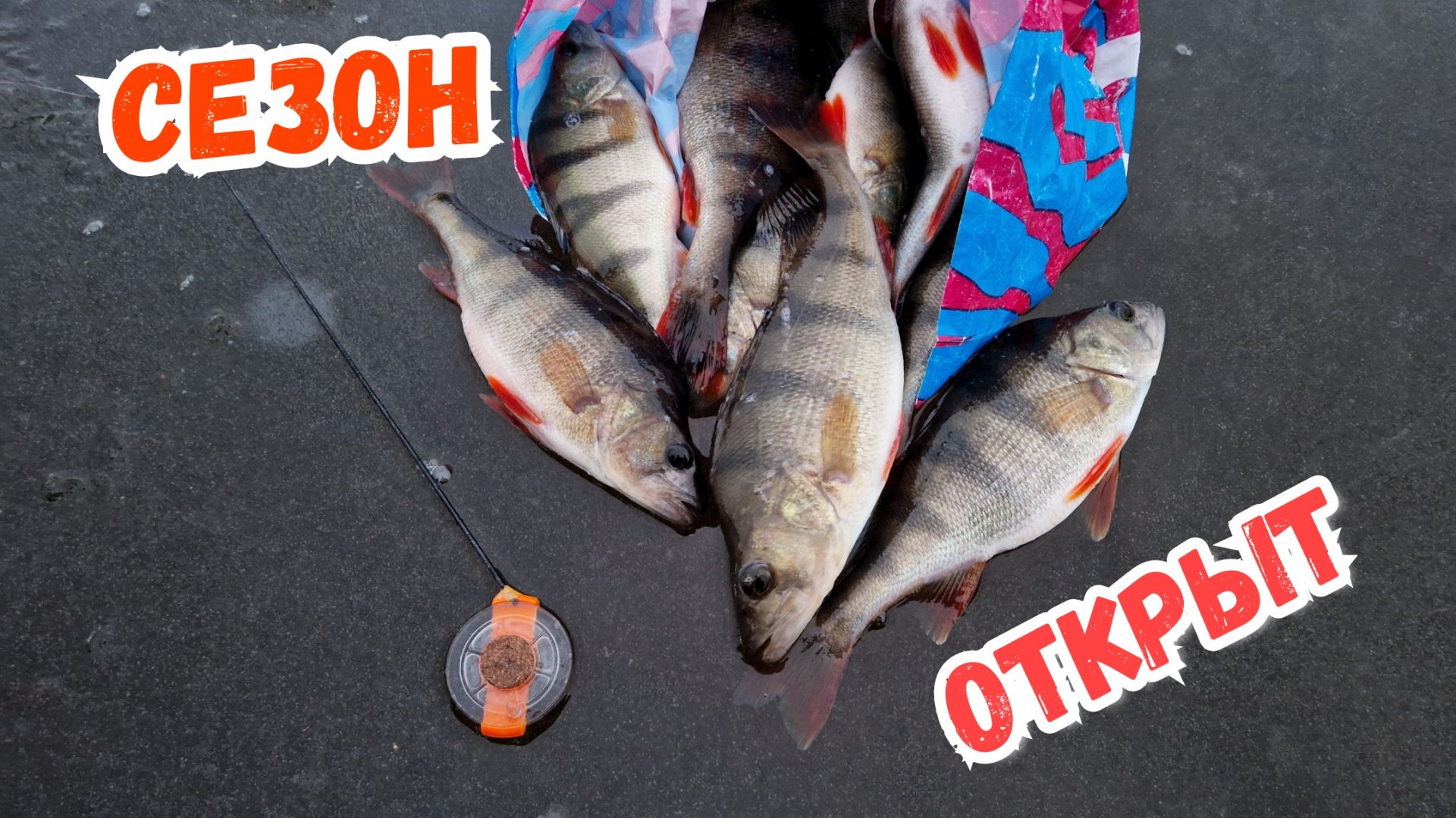 Первый лёд безмотылка - окунь