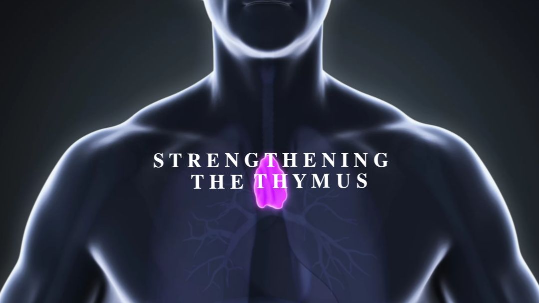 УКРЕПЛЕНИЕ ТИМУСА | 𝐒𝐓𝐑𝐄𝐍𝐆𝐓𝐇𝐄𝐍𝐈𝐍𝐆 𝐓𝐇𝐄 𝐓𝐇𝐘𝐌𝐔𝐒