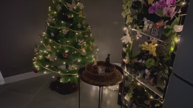 Новогоднее украшение стеллажа с ОРХИДЕЯМИ/ КАСКАДЫ цветущих ОрХиДеЙ