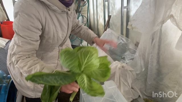 Всех с наступающим Новым годом | собираю последний урожай капусты