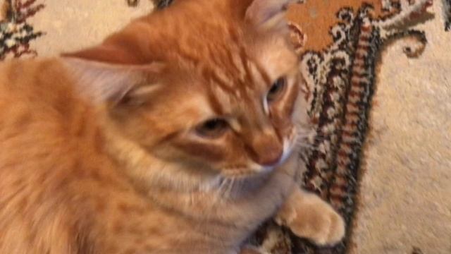 С Новым 2026 годом!🍾