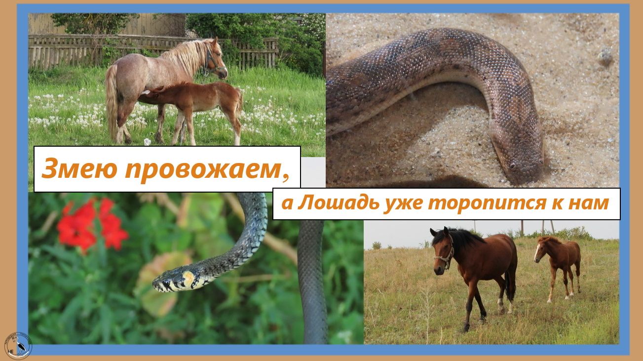 Змеи уползают, а лошади уже бегут. С Наступающим 2026!