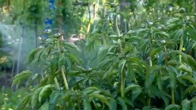 Обработка участка от клещей на Первом канале в программе Доброе утро