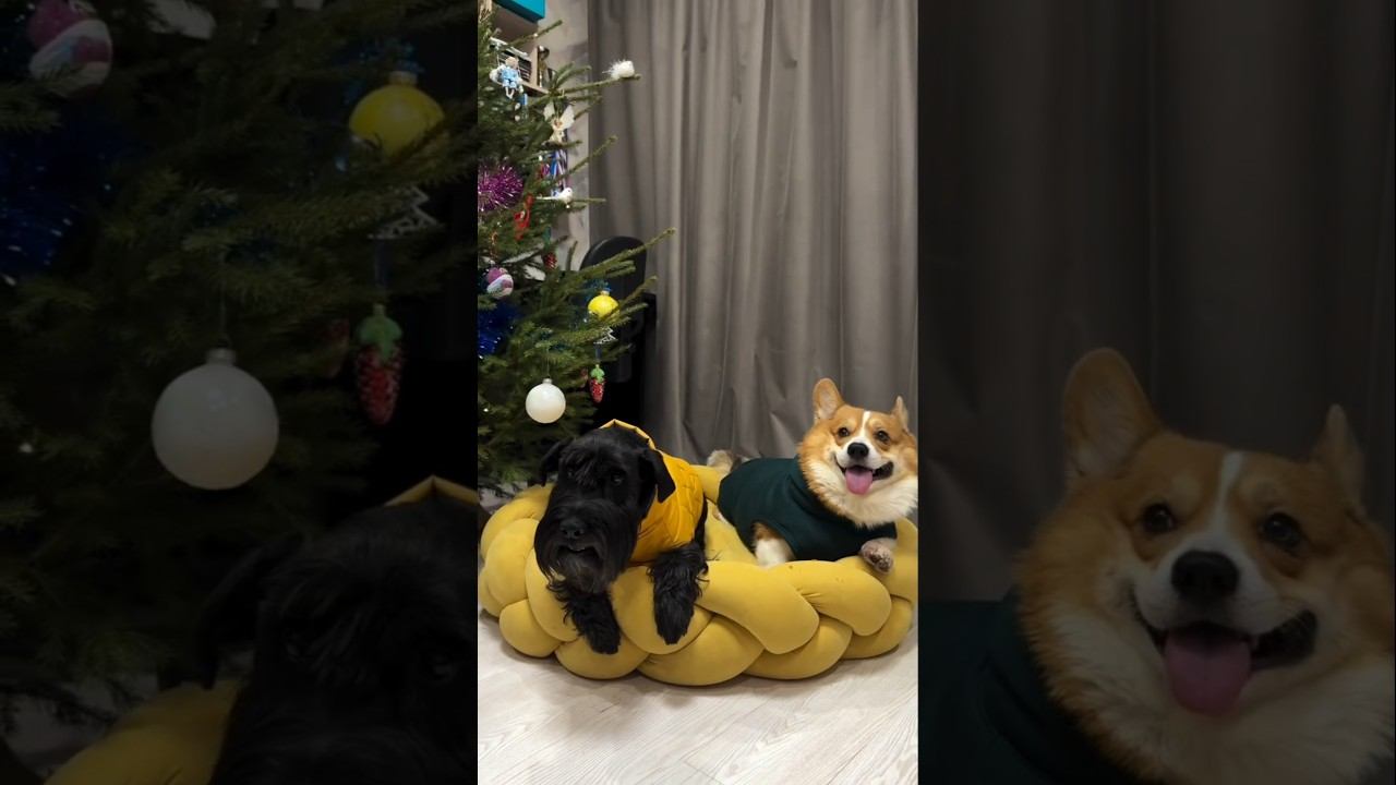 А этот год новый