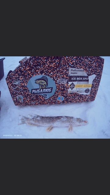 Немного порыбачил на жерлицы🎣 Сработок много 8 подъёмов, много мелкой щуки.