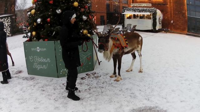 А олени лучше!