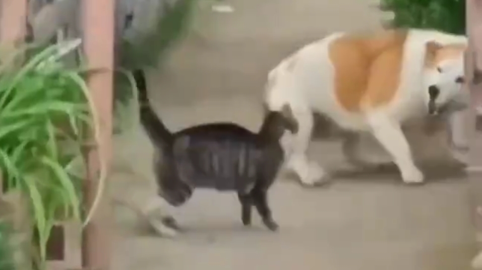 Смешные Приколы  с животными. Смешные  видео.