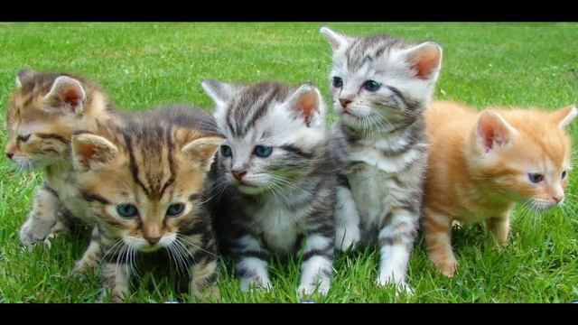 Скоро научимся говорить