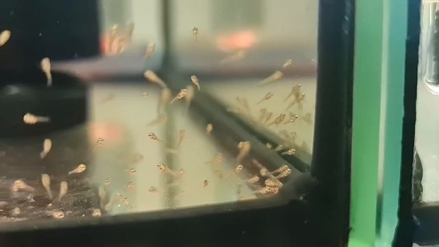 Данио, Апистограма, Меченосец и Неон