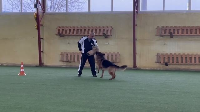 5 Отл. NILO di Torre Guardia +++ №31. БРОННИЦЫ 20 декабря`25 Моно немецких овчарок