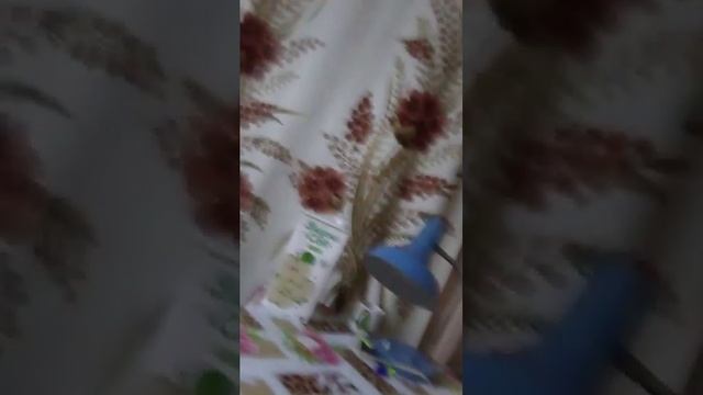 видео с котом