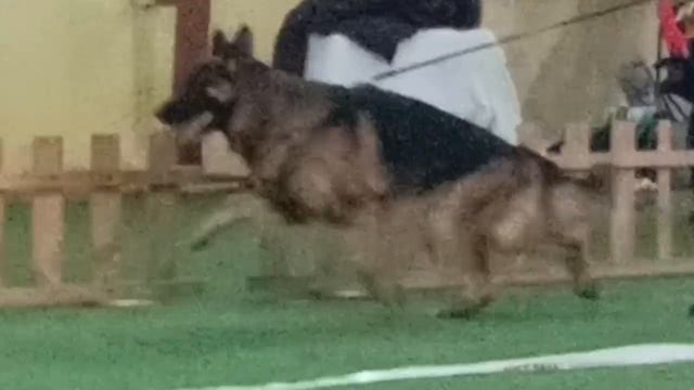 РАБОЧИЙ КОБЕЛИ / КЧК БРОННИЦЫ 20 декабря`25 Е.Силаева Моно немецких овчарок