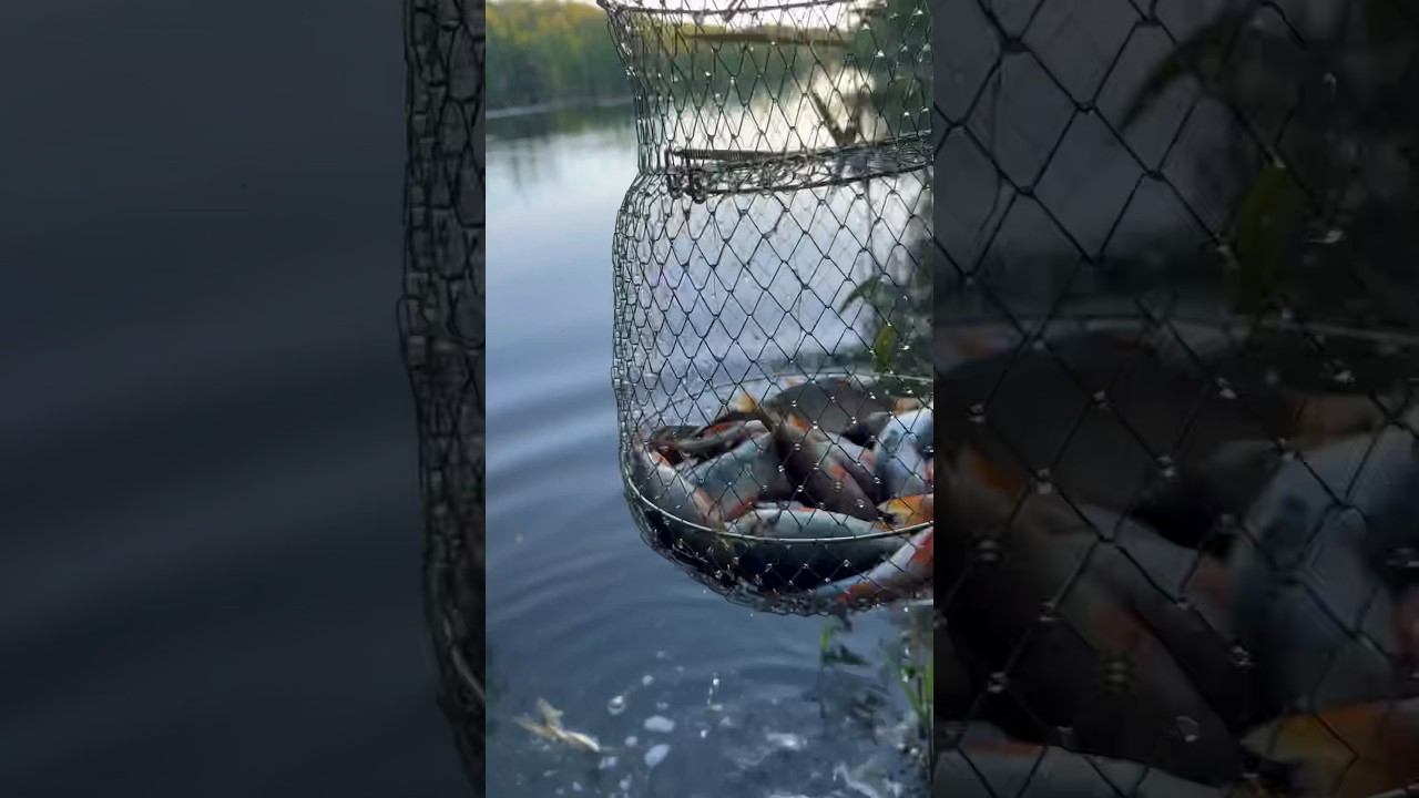 Обстановка на Понуре часть 19.