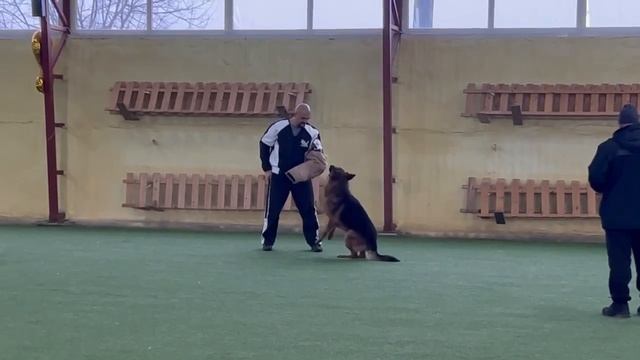 2 Отл. СС KENZO v. Mair Hof +++ №34. БРОННИЦЫ 20 декабря`25 Моно немецких овчарок