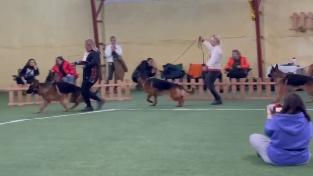 ЮНИОРЫ КОБЕЛИ / КЧК БРОННИЦЫ 20 декабря`25 Е.Силаева Моно немецких овчарок