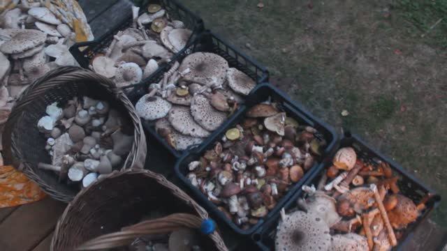 Дневной сбор зонтиков. Урожай сентябрь 2015