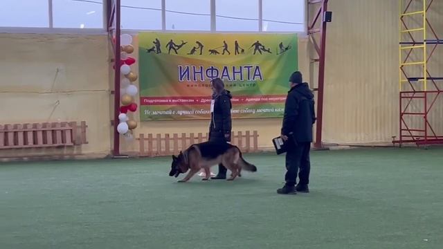 5 Отл. NILO di Torre Guardia +++ №31. БРОННИЦЫ 20 декабря`25 Моно немецких овчарок