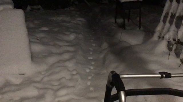 С новым годом из настоящего леса