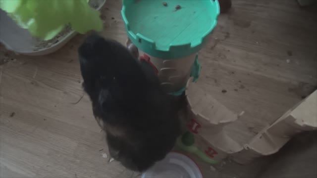 2022 ноябрь СвинкаБлэкки тренировка