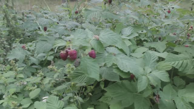 Малина сорта "Геракл"   2016г