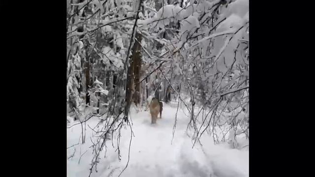 Новогодняя прогулка ❄❄❄