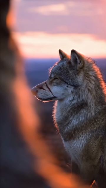 Волки о лошади