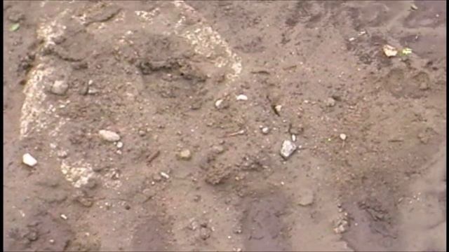 Мой знакомый Мишка. Север.