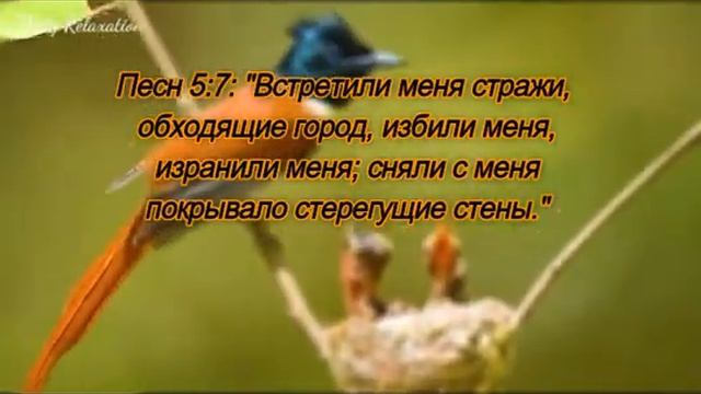 5 Песня песней пятая  глава