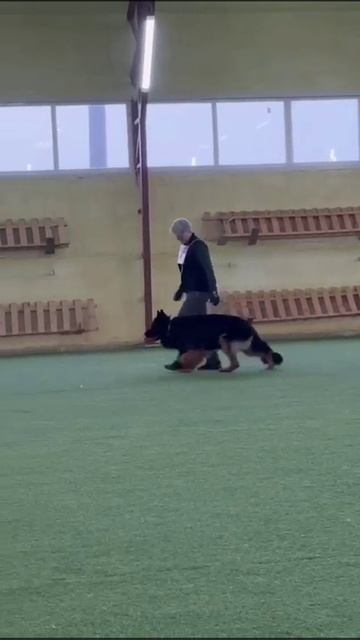 б/о Ирендорф ФРЭД +0+ №109. БРОННИЦЫ 20 декабря`25 Моно немецких овчарок