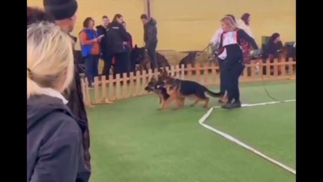 БЕБИ КОБЕЛИ / КЧК БРОННИЦЫ 20 декабря`25 Е.Силаева Моно немецких овчарок