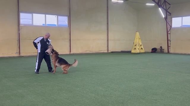 6 Отл. Ирендорф ЖОФРЕЙ +++ №28. БРОННИЦЫ 20 декабря`25 Моно немецких овчарок