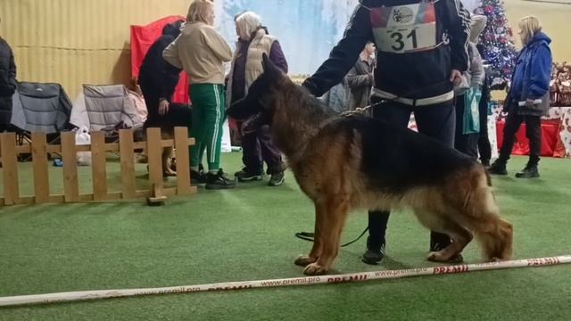 РАБОЧИЙ КОБЕЛИ / КЧК БРОННИЦЫ 20 декабря`25 Е.Силаева Моно немецких овчарок