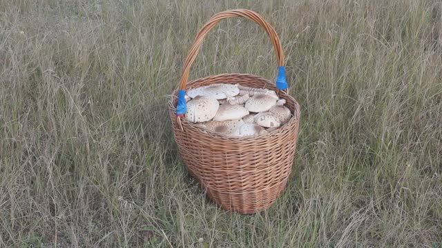 Трёхведёрная корзина  Пёстрых Зонтиков. 2015 год сентябрь.