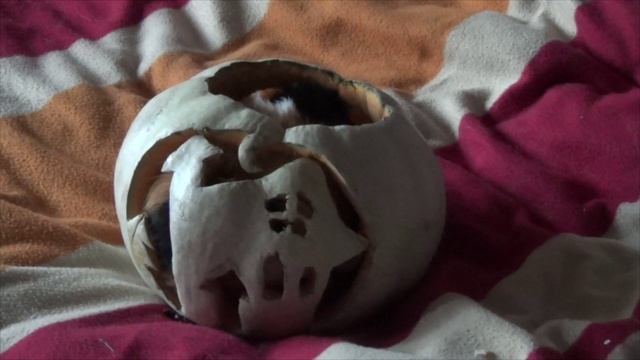 2022 Хеллуин. 31.10 СвинкаБелочка Лета