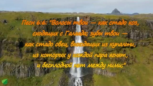 6 Песня песней шестая   глава