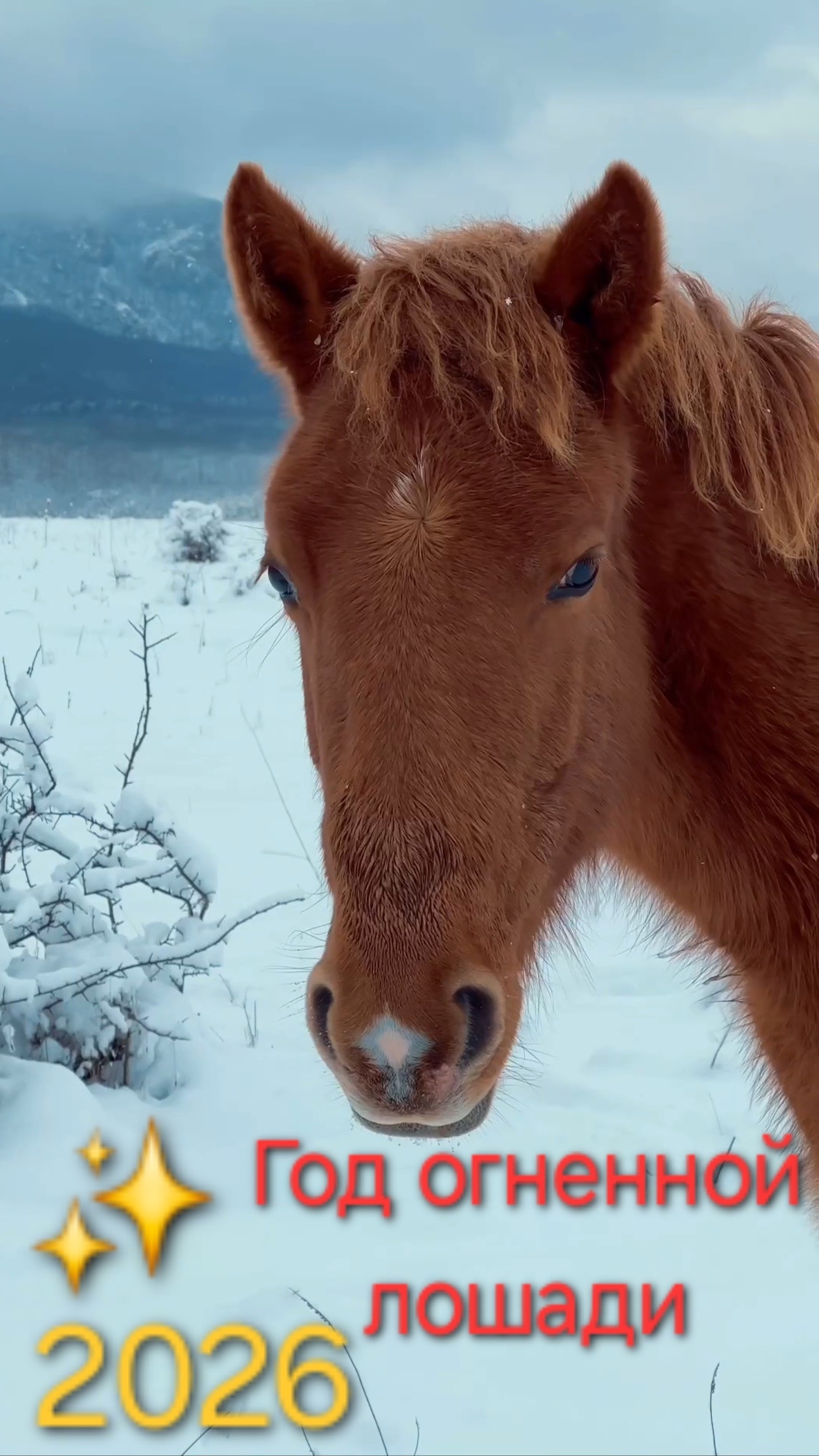 Крымские мустанги | Начало 2026 года | Год огненной лошади