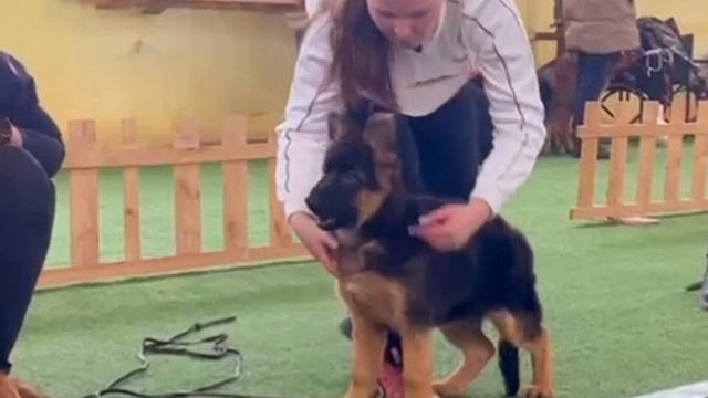 БЕБИ КОБЕЛИ / КЧК БРОННИЦЫ 20 декабря`25 Е.Силаева Моно немецких овчарок