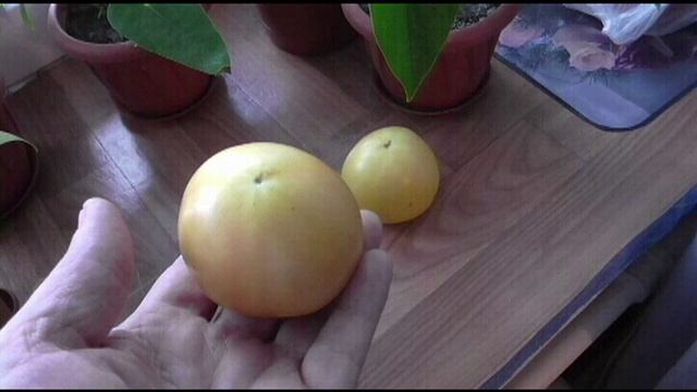 Помидоры долежали до Нового Года