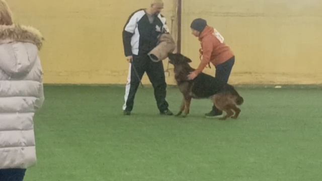 б/о БУРАКЖУОЛЛЬ +0+ №26. БРОННИЦЫ 20 декабря`25 Моно немецких овчарок