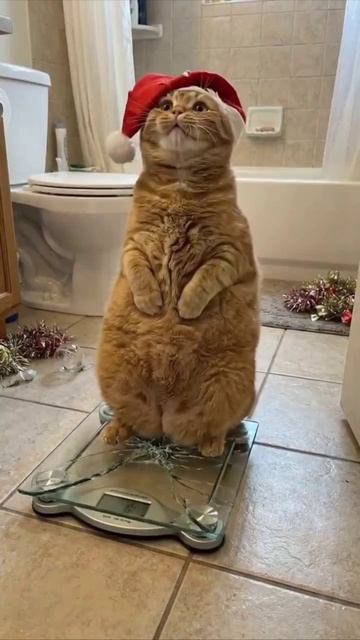 Когда в январе решил взвеситься после таза оливье, селедки под шубой и мимозы