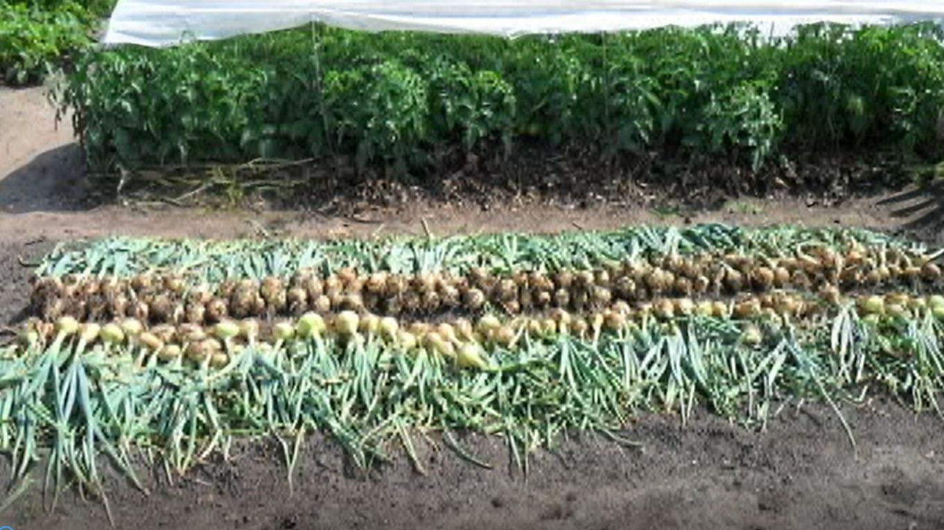 Обильный и здоровый урожай на своей даче без химии