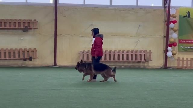 2 Отл. СС KENZO v. Mair Hof +++ №34. БРОННИЦЫ 20 декабря`25 Моно немецких овчарок