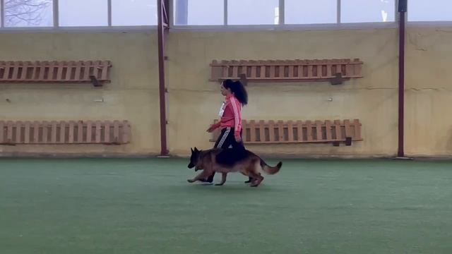 1 Отл. Negus Karil's IMPERIYA +++ №87. БРОННИЦЫ 20 декабря`25 Моно немецких овчарок