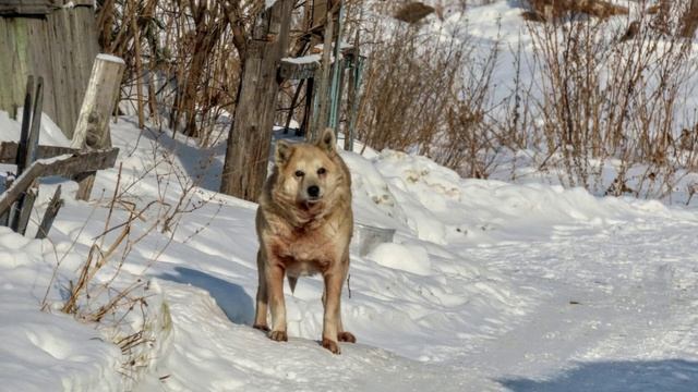 За городом. Собачки. Котики и радужное