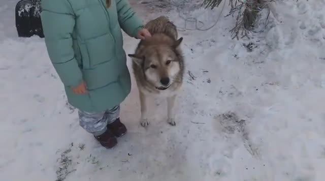 Барси 11 лет! 01/01/26 #западносибирскаялайка