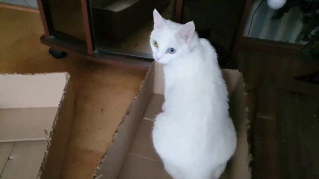 Милка помогает готовить каропки 2