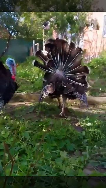 Лучший вокальный дуэт